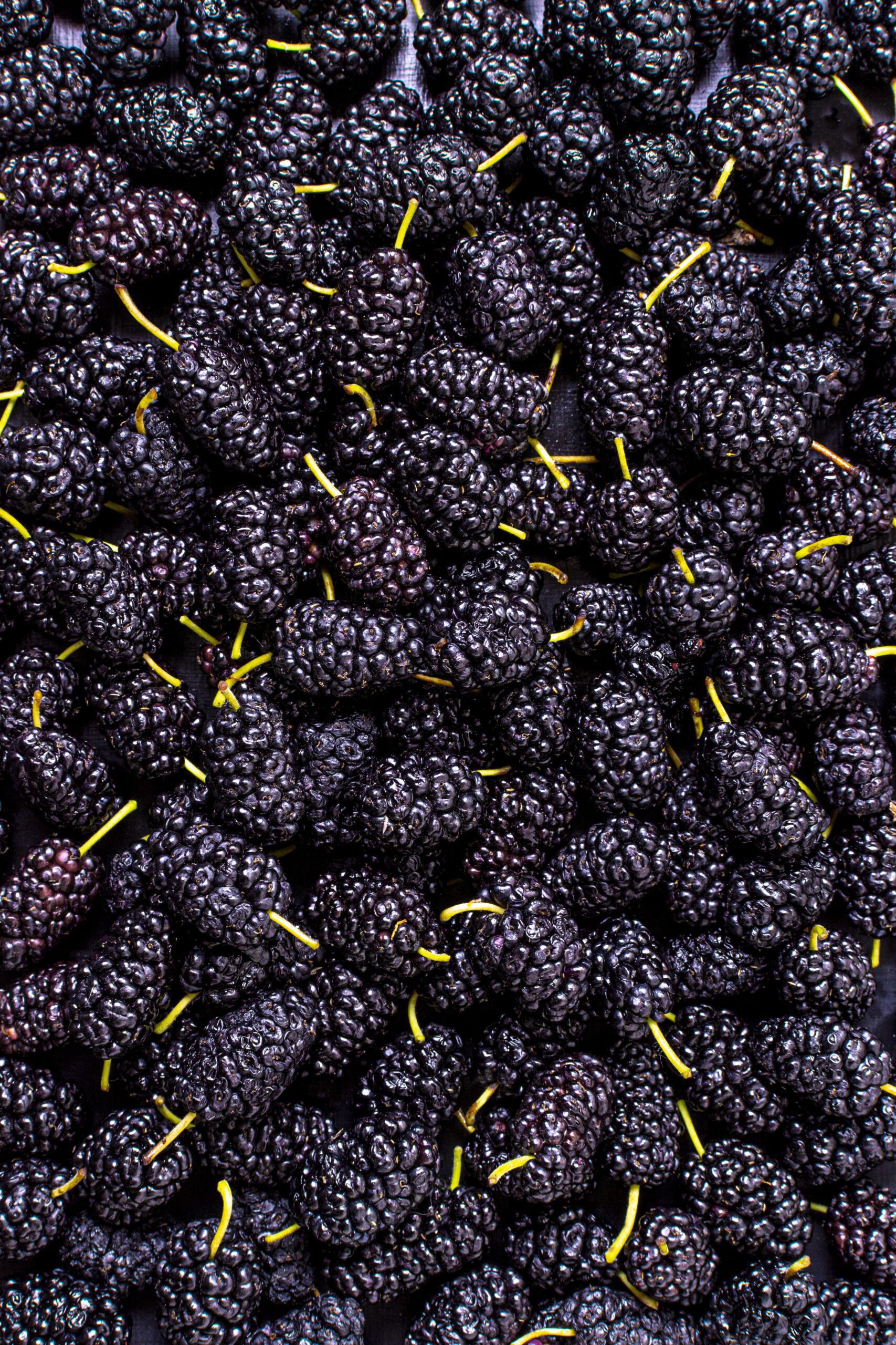 Comprehensive Guide to Mulberries: Health Benefits, Uses, and Recipes